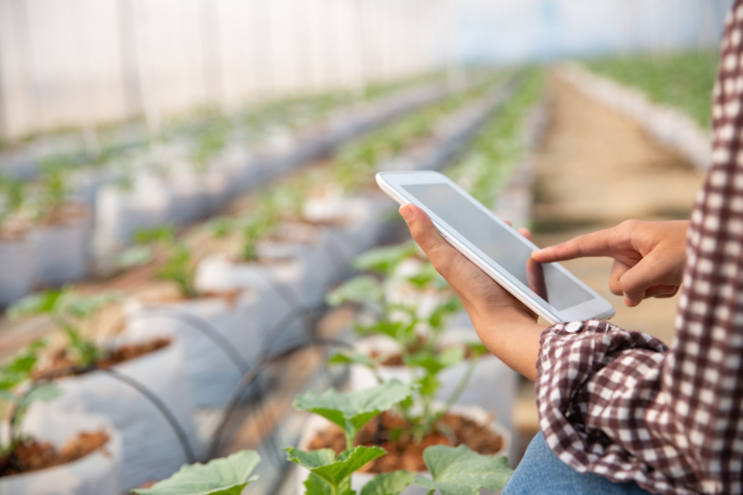Revolusi Pertanian: Mengenal Berbagai Jenis Smartfarming - Ternak Ayam